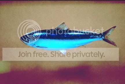 Blueback Herring as forage - Pond Boss Forum