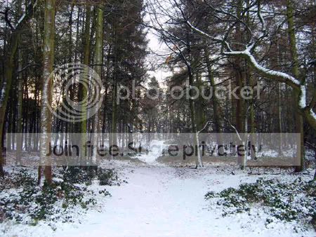 Hurcott woods in the snow | Kidderminster Shuttle