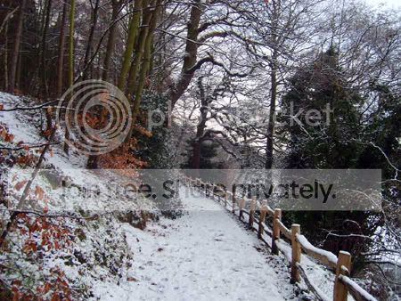 Hurcott woods in the snow | Kidderminster Shuttle