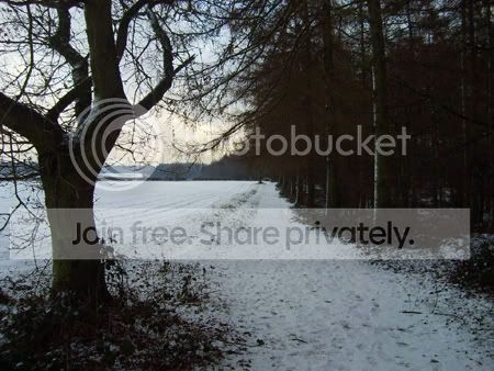 Hurcott woods in the snow | Kidderminster Shuttle