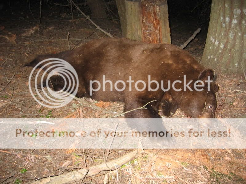 Black Bear Color Phases....Lets See A Few! - 24hourcampfire