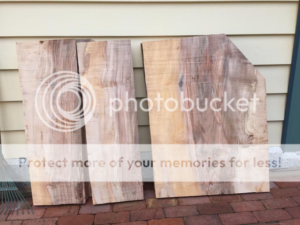 Two Short Maples at Beach | Arborist, Chainsaw & Tree Work Forum