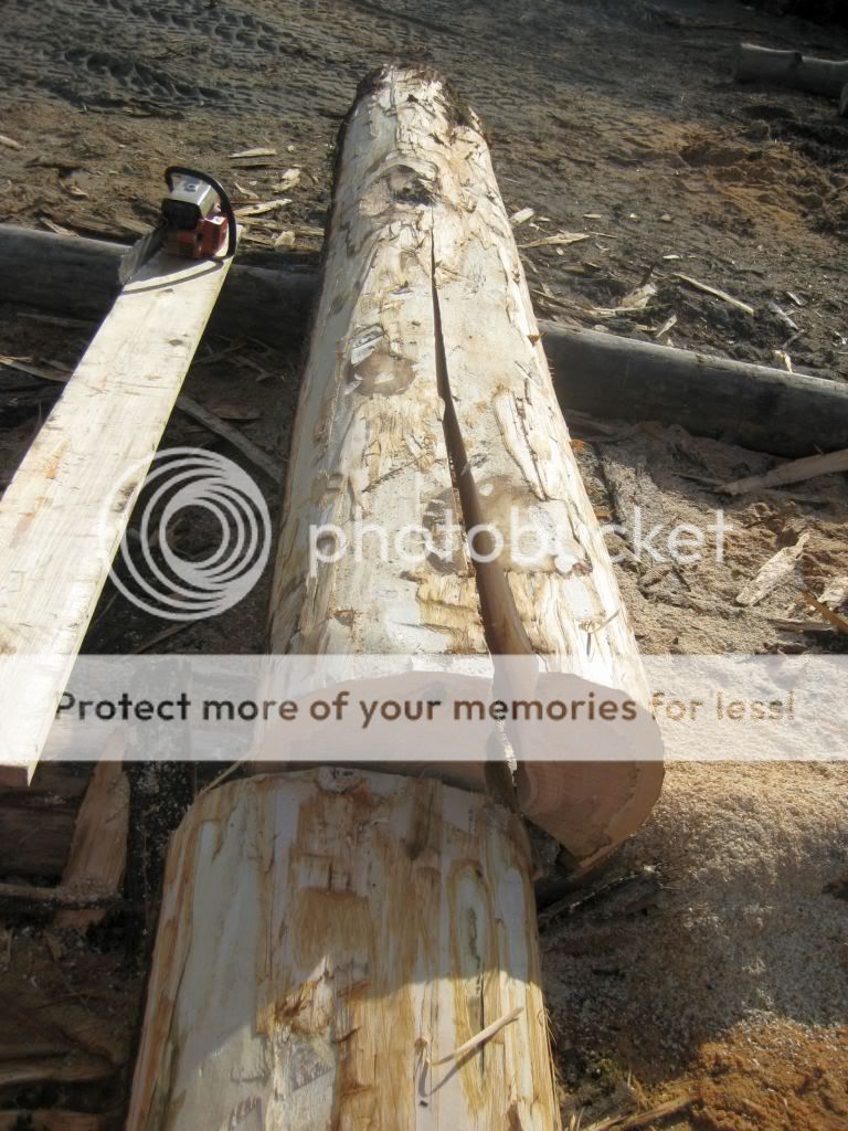 Cutting Maple | Arborist, Chainsaw & Tree Work Forum