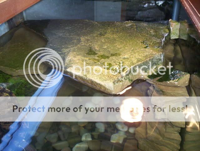 Redearslider.com :: View topic - will everyone that has made a homemade ...