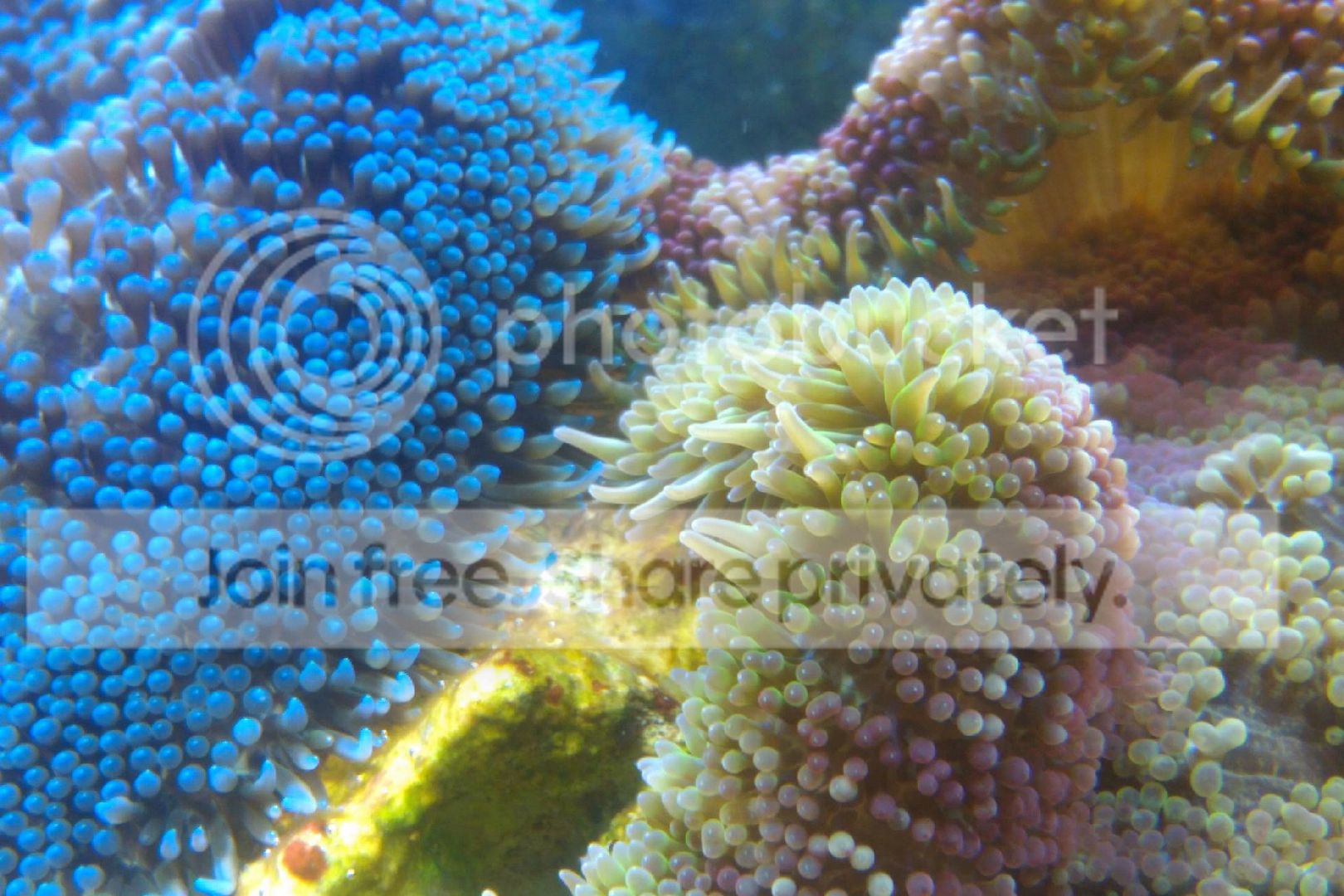 Maxi Mini Anemones? | The Reef Tank