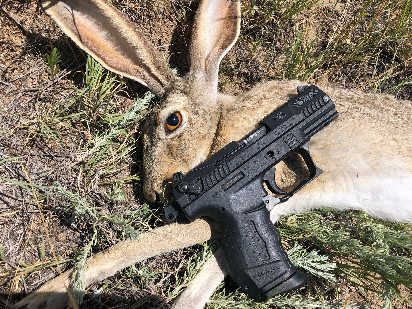 What's your Rabbit Gun? | Rimfire Central Firearm Forum
