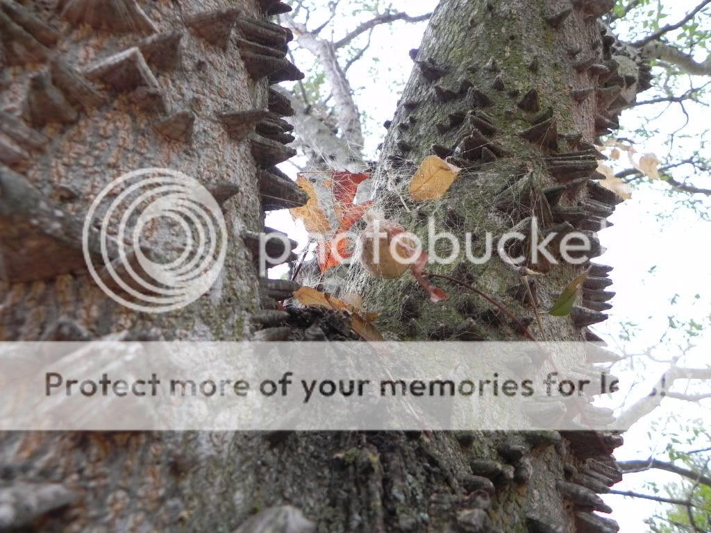 Pics from today... what do you think? | S197 Mustang Forum - S197Forum.com