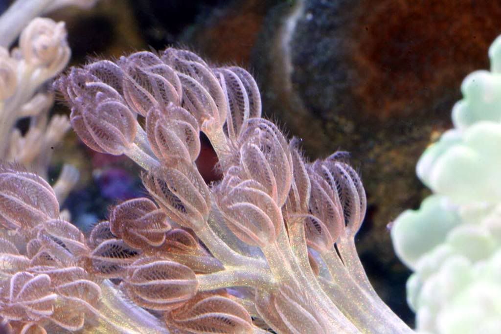 Blue Cespitularia Xenia. Polyps not opening? - Reef Central Online ...
