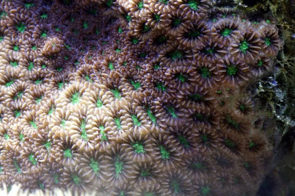 let's see some Leptastrea pics... | Reef2Reef