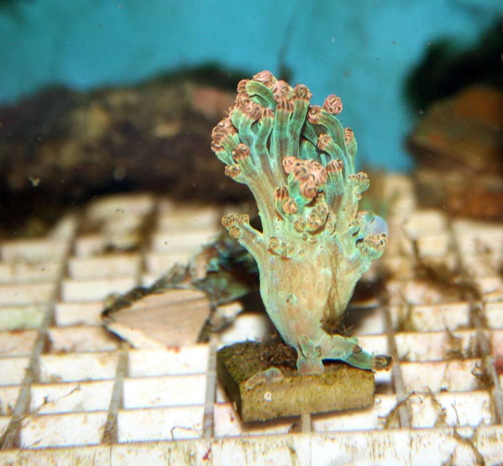 Blue Xenia Help | Reef2Reef