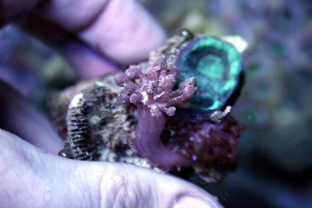 Heteroxenia? | Reef2Reef