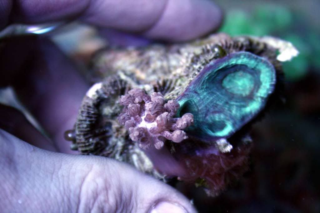 Heteroxenia? | Reef2Reef