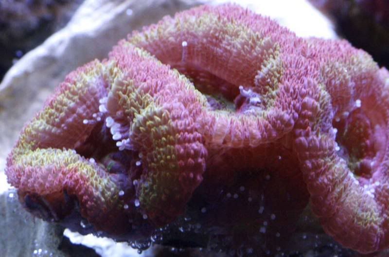 A R2R Spotlight "Acanthastrea lordhowensis" (Aussie Style) | Reef2Reef