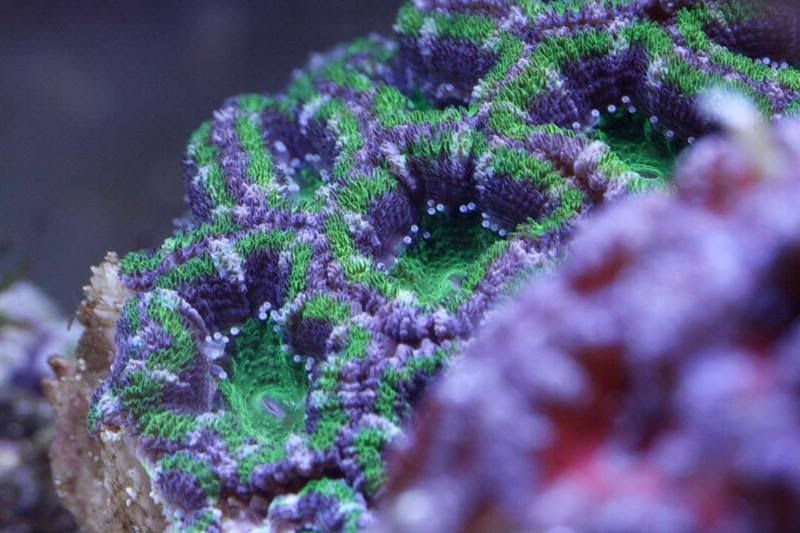 A R2R Spotlight "Acanthastrea lordhowensis" (Aussie Style) | Reef2Reef
