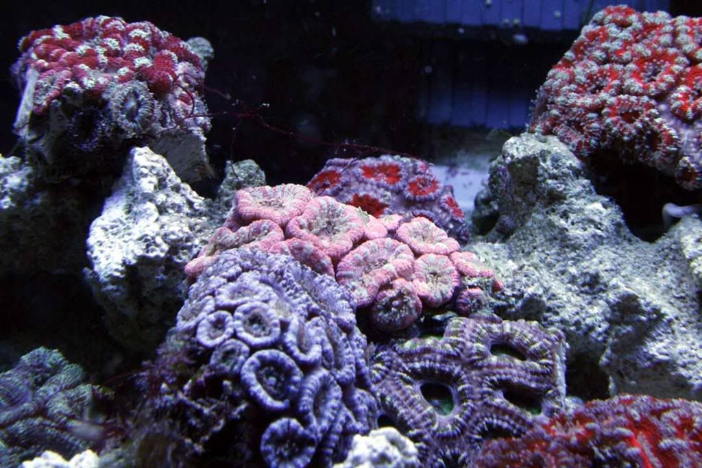 Show me some pink Acans | REEF2REEF Saltwater and Reef Aquarium Forum
