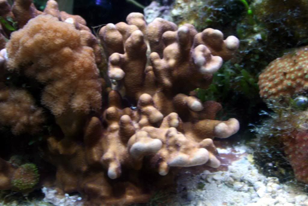 Let's see some of those soft corals!!!! | Reef2Reef