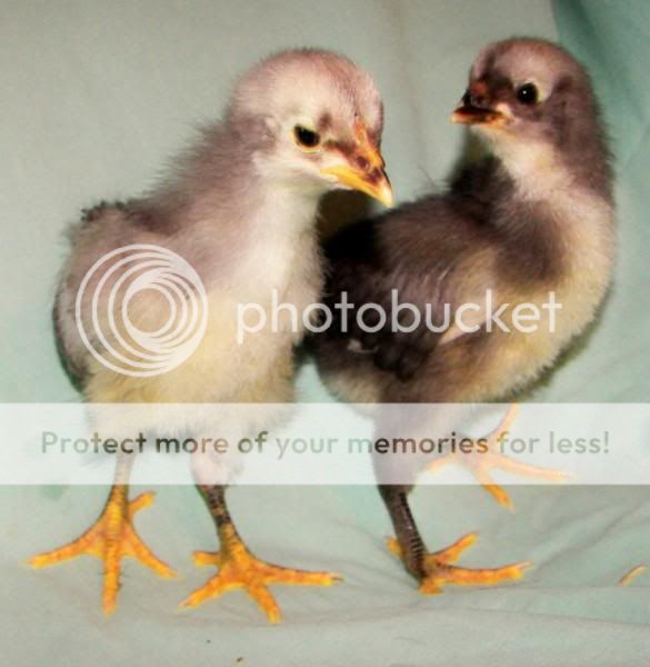 2 Week old chick pics! *pic Heavy* | BackYard Chickens - Learn How to ...