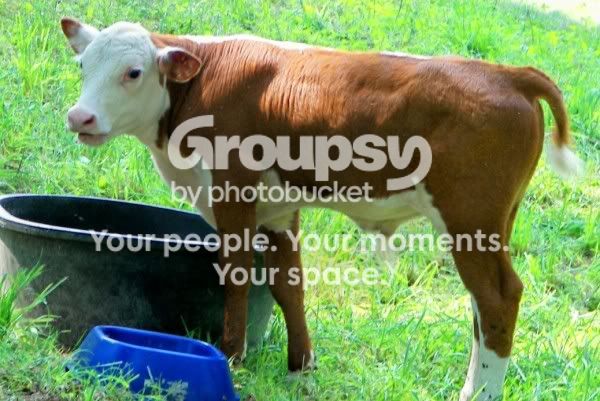 Is this a Hernia?? | CattleToday.com - Cattle, Cow & Ranching Community