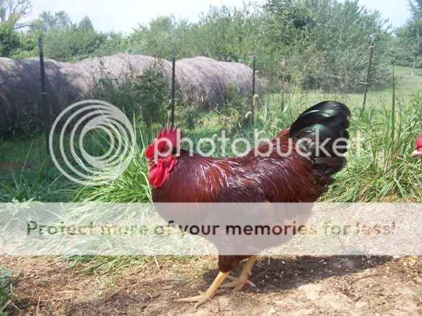 RIR Breed Thread | Page 16 | BackYard Chickens - Learn How to Raise ...