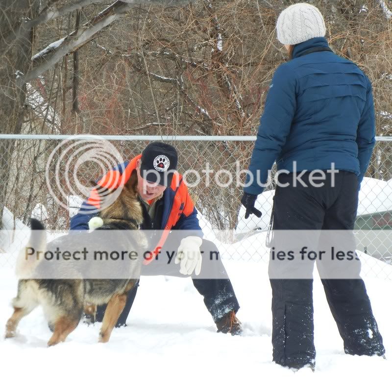 GSDElsa's Elsa in action | German Shepherds Forum