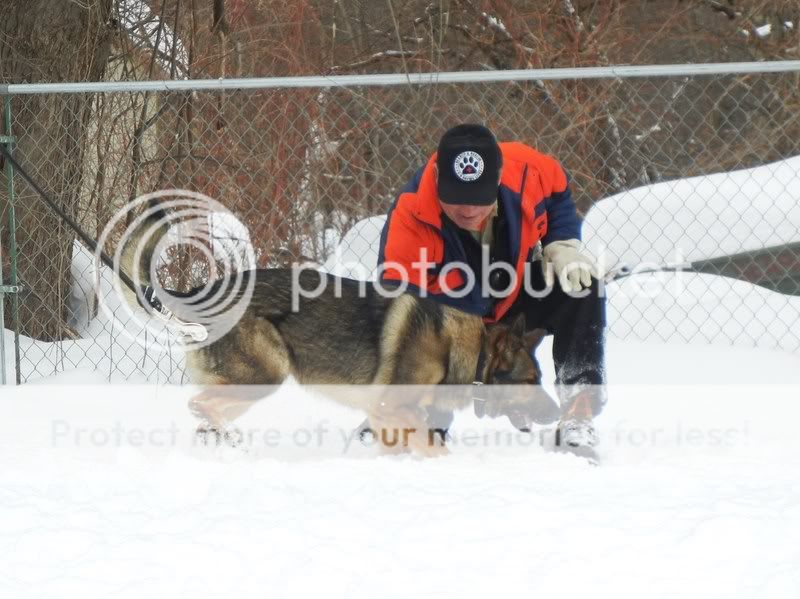 GSDElsa's Elsa in action | German Shepherds Forum