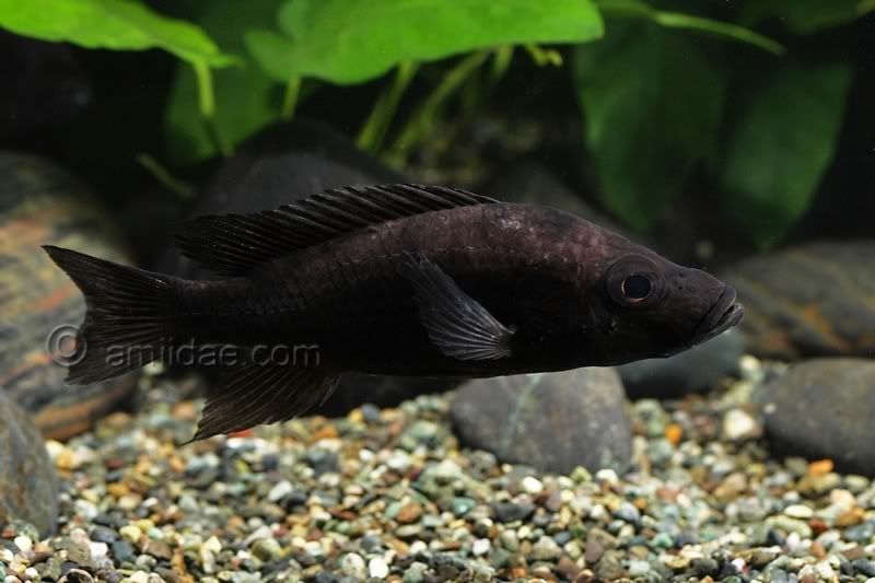 Pindu - Alchetron, The Free Social Encyclopedia