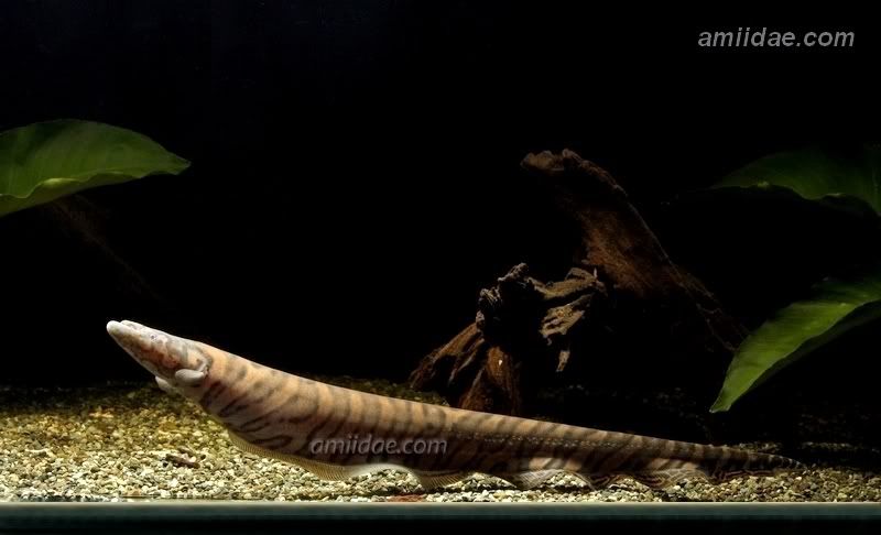 Testing testing .. Gymnotus tigre aka Tiger Knife Fish - Arofanatics ...
