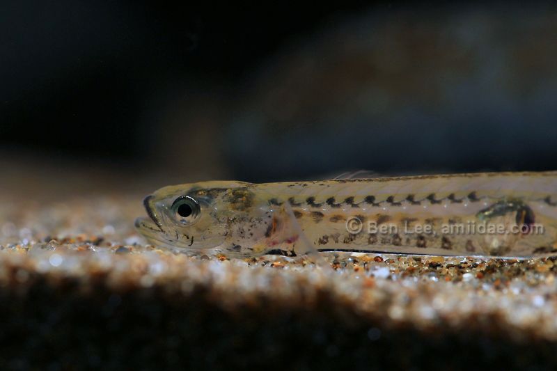 Leucopsarion petersii - Alchetron, The Free Social Encyclopedia