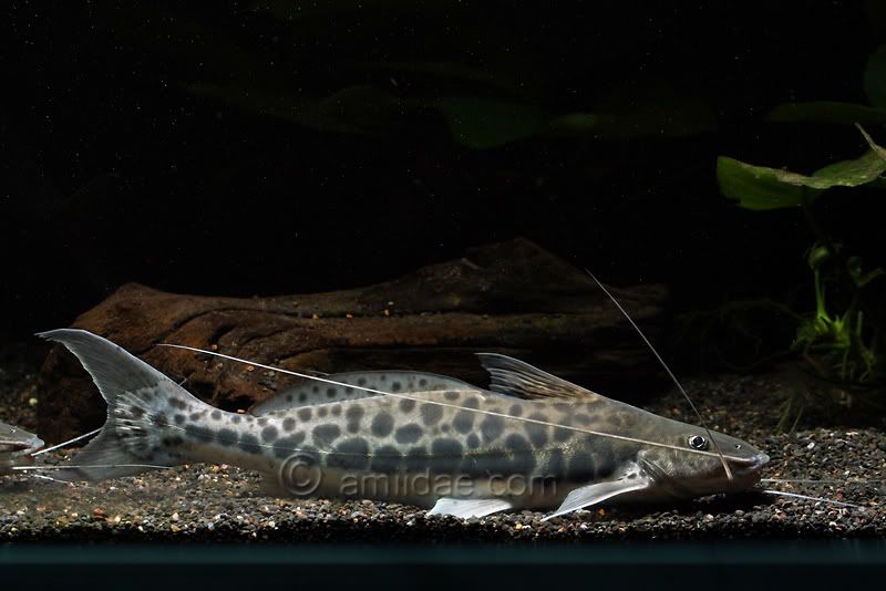 WTS (Selling) Two 9.5inch Calophysus macropterus aka Vulture Catfish ...