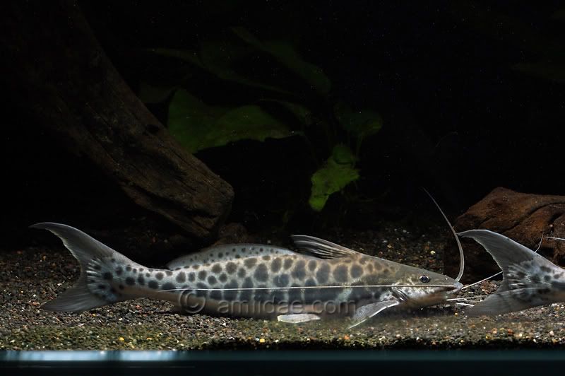 WTS (Selling) Two 9.5inch Calophysus macropterus aka Vulture Catfish ...