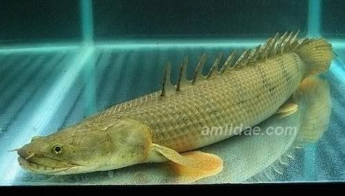 Polypterus Congicus photo thread. | Page 8 | MonsterFishKeepers.com