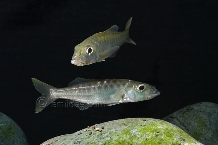 Predatory Tanganyika Cichlid - Bathybates ferox | Cichlid Fish Forum