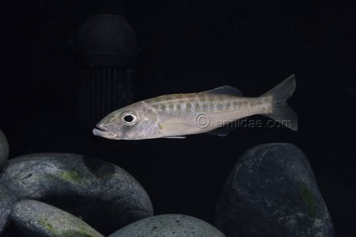 Predatory Tanganyika Cichlid - Bathybates ferox | Cichlid Fish Forum