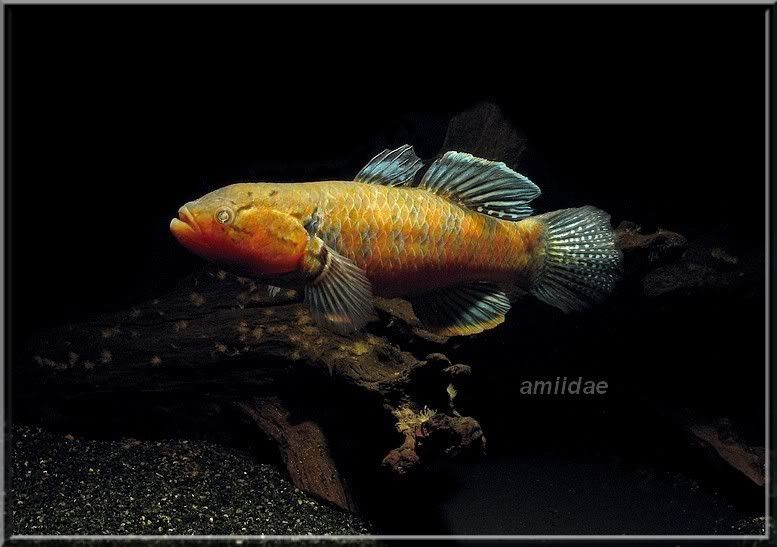 A native of Australia - Snakehead gudgeon - Arofanatics Fish Talk Forums