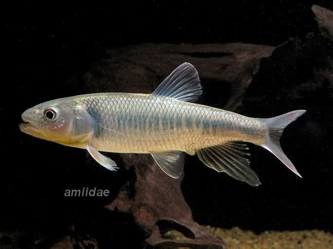 An interesting fish - Opsariichthys bidens - Arofanatics Fish Talk Forums