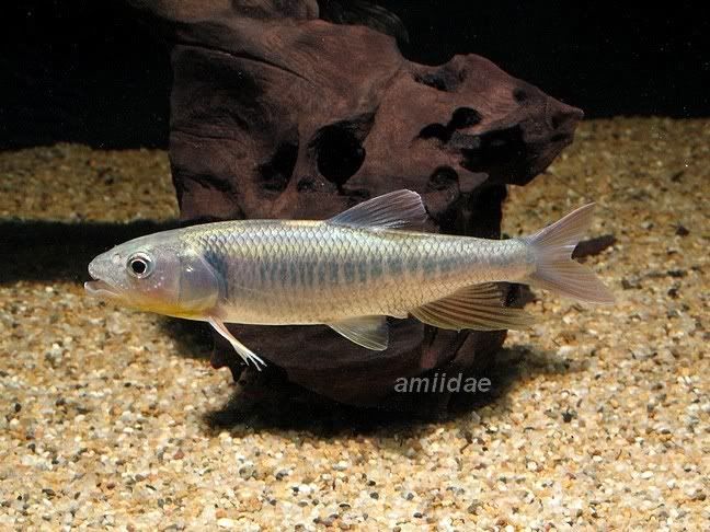 An interesting fish - Opsariichthys bidens - Arofanatics Fish Talk Forums