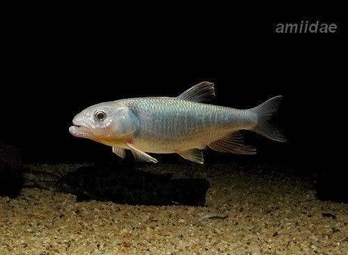 An interesting fish - Opsariichthys bidens - Arofanatics Fish Talk Forums