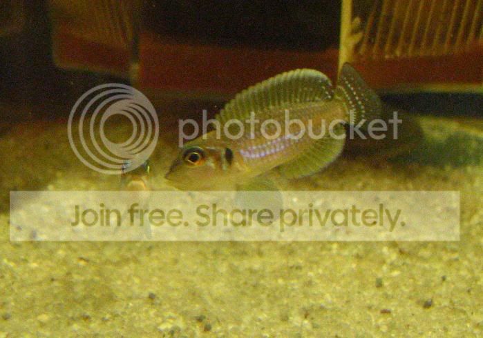 FS - ** Blue Ocellatus Shell Dwellers ** Proven Breeding Pair, P/U ...