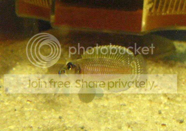 FS - ** Blue Ocellatus Shell Dwellers ** Proven Breeding Pair, P/U ...