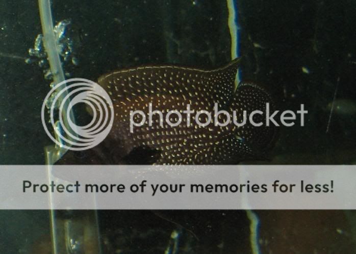 ** More African Cichlids For Sale ** SoCal | MonsterFishKeepers.com