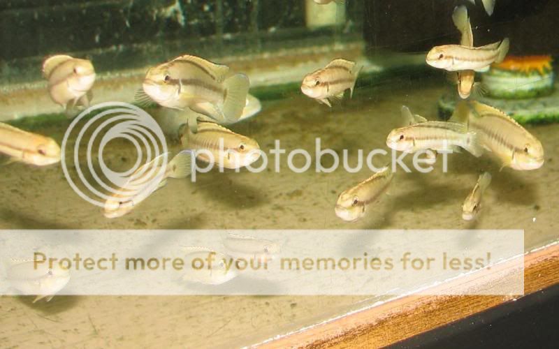 ** More African Cichlids For Sale ** SoCal | MonsterFishKeepers.com