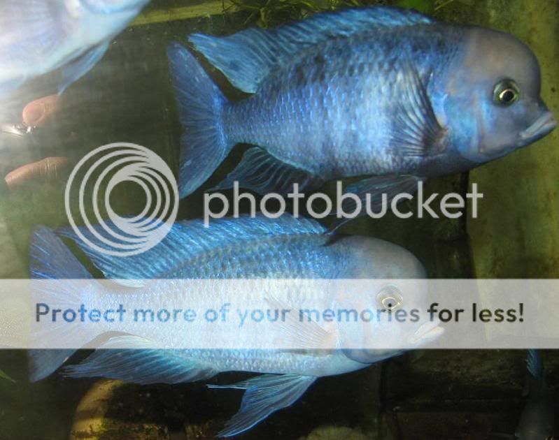 ** More African Cichlids For Sale ** SoCal | MonsterFishKeepers.com