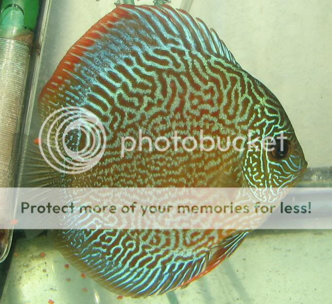** Leopard SnakeSkin x Blue Scorpion Discus Fry ** P/U, SoCal, O.C ...