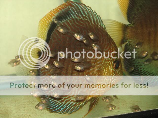 ** Leopard SnakeSkin x Blue Scorpion Discus Fry ** P/U, SoCal, O.C ...