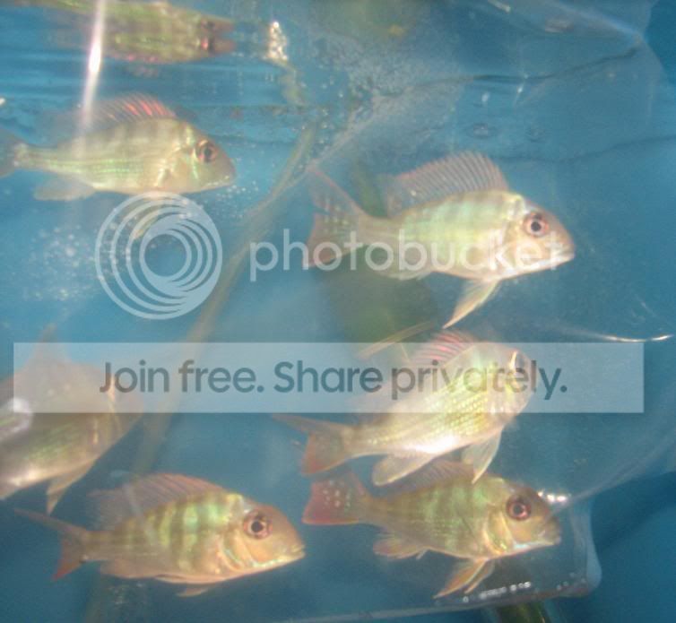 ** GEOPHAGUS SURANAMENSI ** | MonsterFishKeepers.com