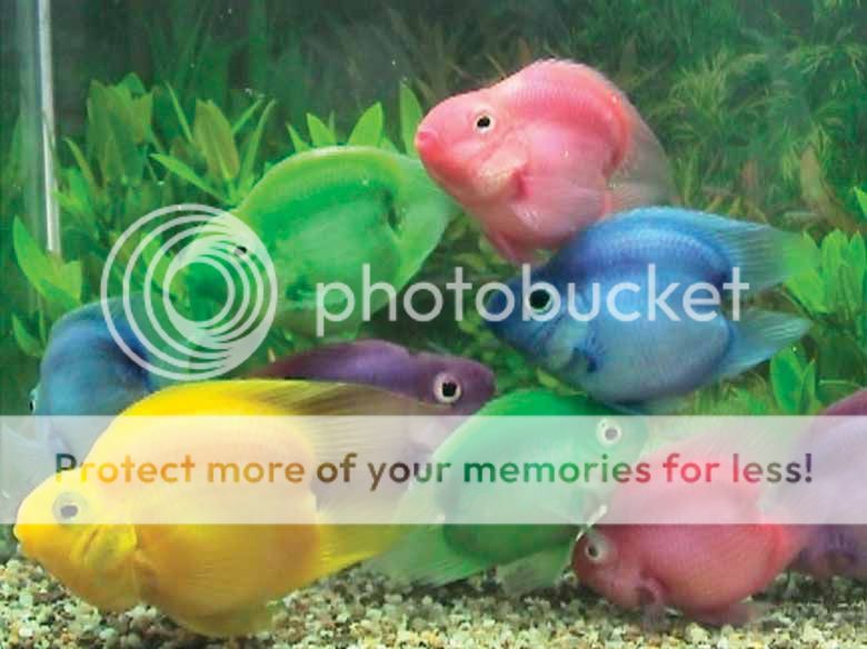 Reddit - Dive into anything